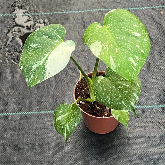 Rare Exotic Indoor Plants - The Plant Firm - Medium
