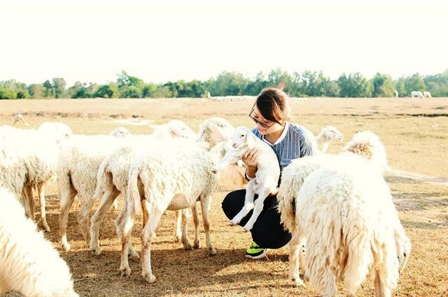 Check-in cực chất ở Đồng cừu Suối Nghệ Vũng Tàu | by Mong Ngoc | Medium