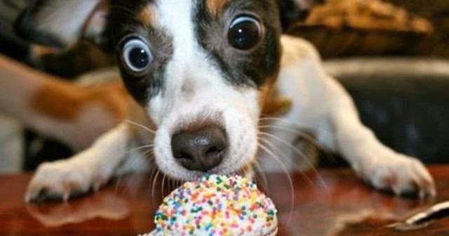 What is more valuable, the appearance of food or its quality | by ...