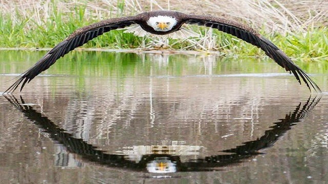 The picture of the eagle the whole world is watching | by Ulysses X ...