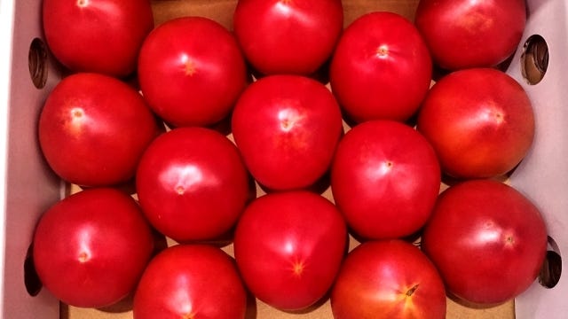 Discovering Japan’s High-Sugar Tomatoes: Why They Taste Like Pure Joy ...