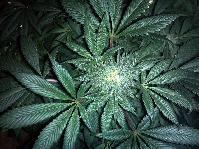 On sexual “dysfunction,” freaking out, and my huge, THC-fueled orgasms | by Krissy Eliot | Medium