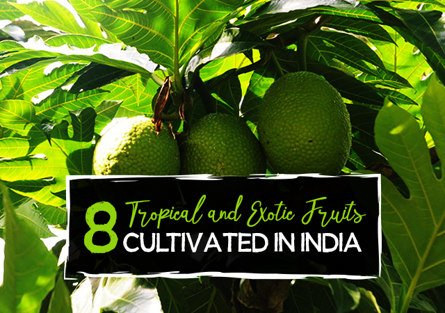 8 Tropical and Exotic Fruits Cultivated in India | by Paradise Holidays ...