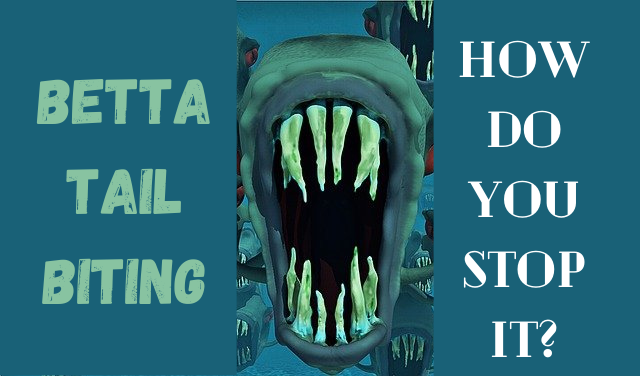 Betta Tail Biting: How Do You Stop It? | by Betta Fish News Medium Club ...