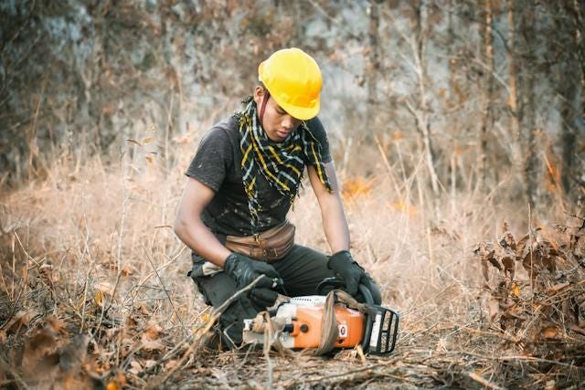 From Canopy to Clear Ground: Arborists’ Role in Seamless Tree Stump ...