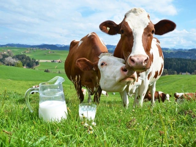 Milk: a key resource for Danone. Danone collects some 7.5 billion ...