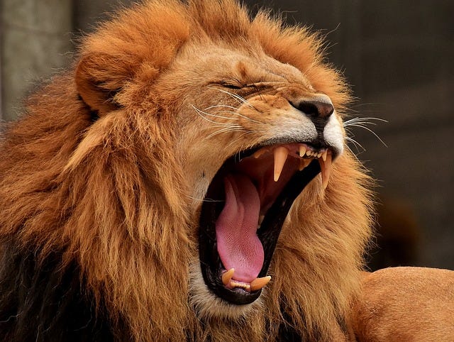 The Power of Leadership: Why a Lion Leading Sheep Can Change the World ...