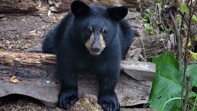 Stop the Bear Hunt?. By Stephen M. Vantassel December 4… | by Cornwall ...