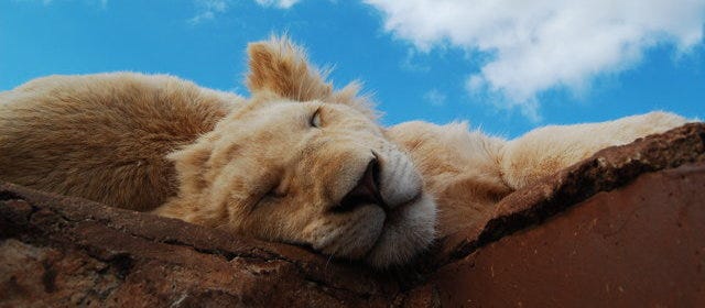 Africa, the Awakened eCommerce Lion? | by Marta Wadsworth | Medium