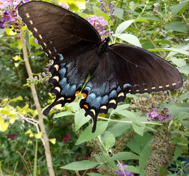 The Actor, The Villain, The Butterfly | by Ed Cockrell | Medium