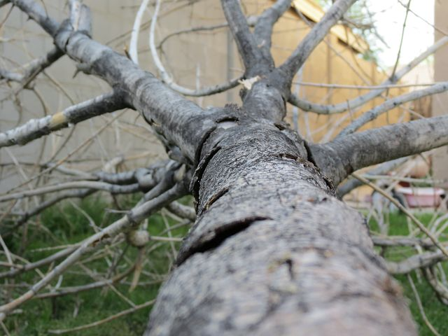 The Eight-Fold Path to Joy. How are cancer tumors like trees that… | by ...