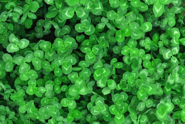 This is how you can get rid of clover in your lawn - Louise Zuleger ...