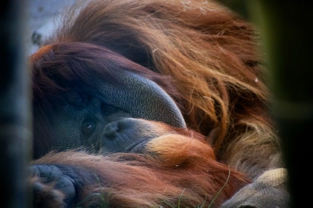 Crying Orangutan
