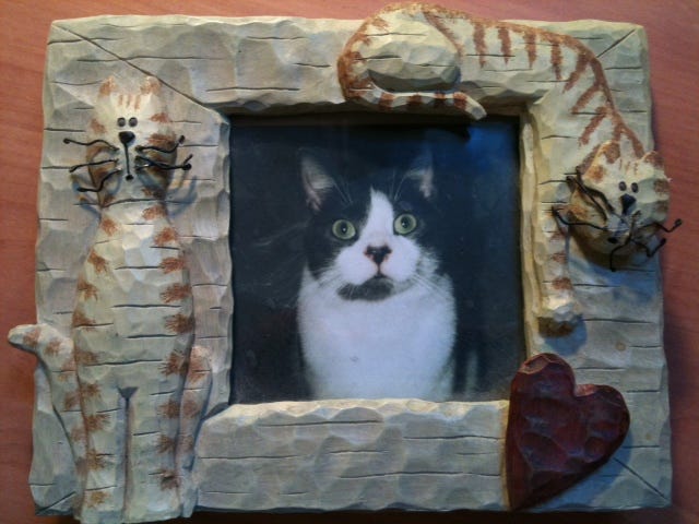 A Broken-Tailed Street Soldier Purred His Way Out of the ‘Hood and Into ...