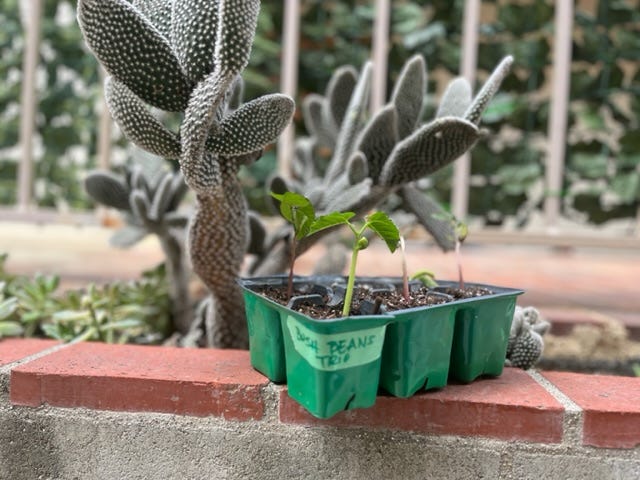 The Dirt on Why I’m Fostering Plants | by L.B. Lewis | The Haven | Mar ...