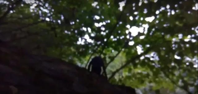 Small Strange Creature Filmed In The Forest Of Dagestan, Russia | by ...