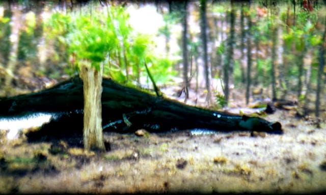 Dead Tree - Oisín - Medium