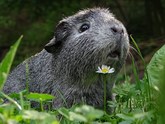 Amazing Animals That Whistle (Pictures & Fun Facts) | by Urdu FOX | Medium