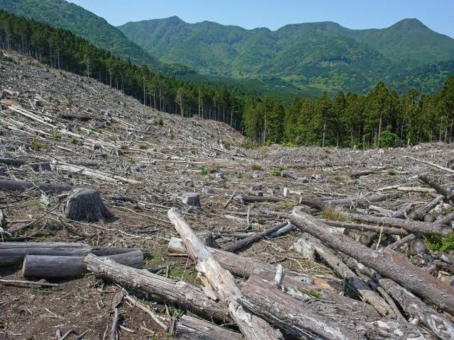 Deforestation: Understanding the Crisis, Causes, and Consequences | by ...