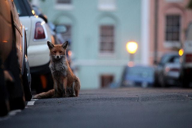 Wildlife in the City: Urban Wildlife Conservation Solutions | by Pneuma ...