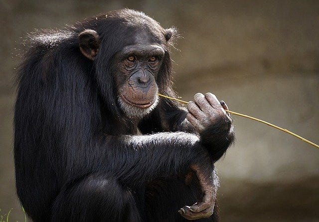 Animals With Hands (+Fun Facts). Have you ever wondered about animals ...