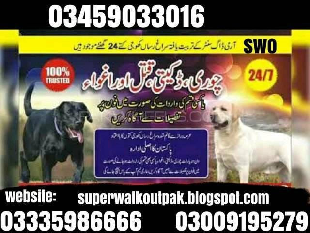 Army Dog Center Faisalabad 03335986666 Special Trained dogs - Army Dog ...