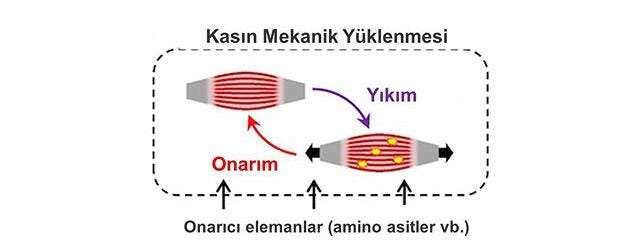 Hipertrofi Antrenman Programı Rehberi | Fitness Türkiye