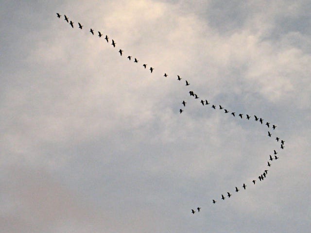 The colourful advance of the greylag goose | by David Lance Callahan ...