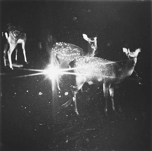 Deer Eyes. “This was not a rescue or a… | by Stella Rhame | Jun, 2025 | Medium