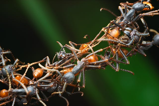 The Ant Colony, Emergence and Politics | by Vignesh Jayaraman ...