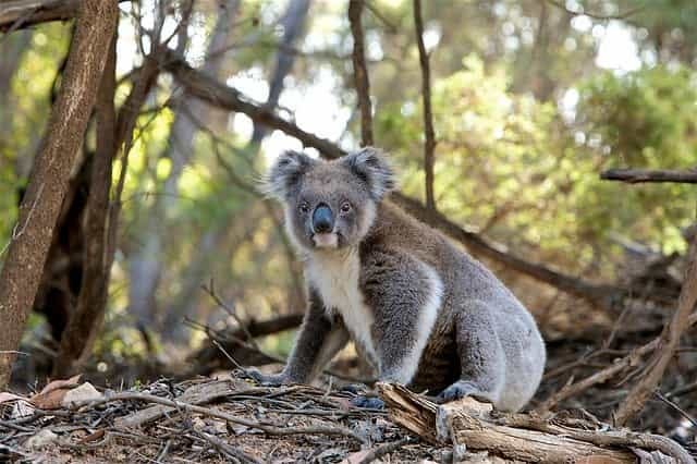 Are Koalas Dangerous? Do Koalas Bite? (Explained!) | by Food Fume | Medium