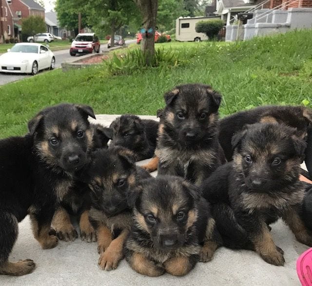 Quality German Shepherd puppies. Quality German Shepherd puppies for ...