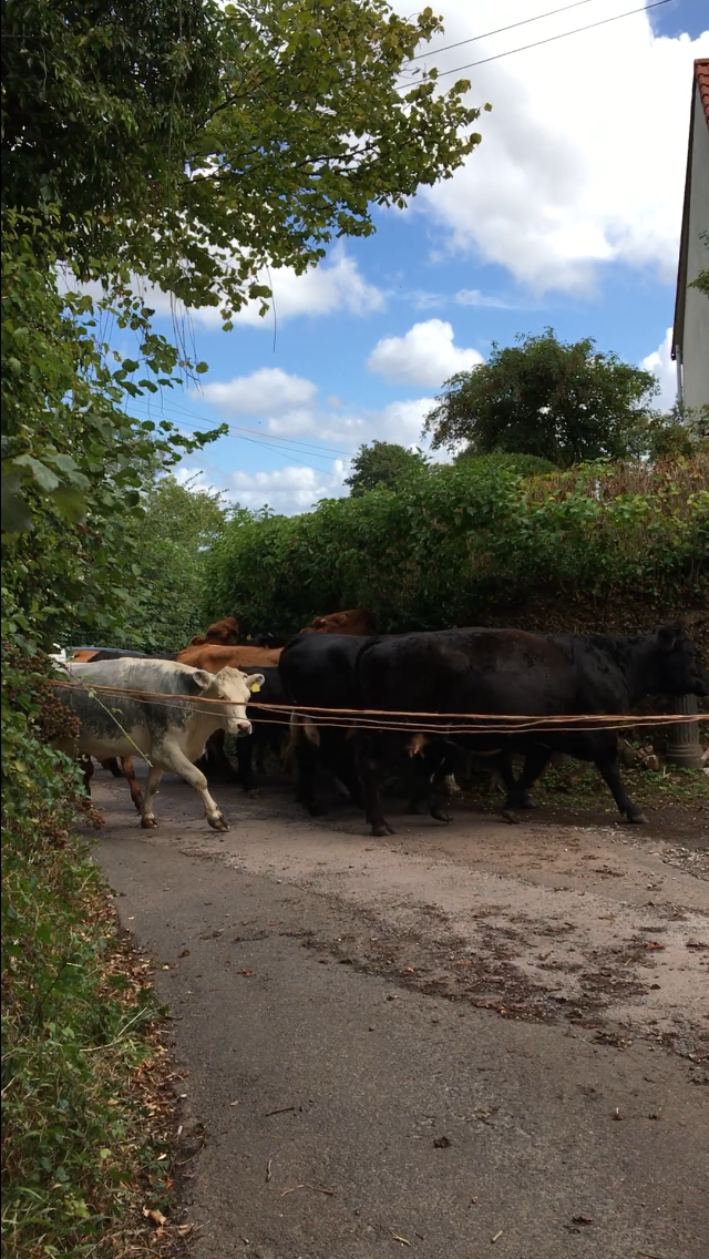 Cows walked — Day 49 - yen monles - Medium