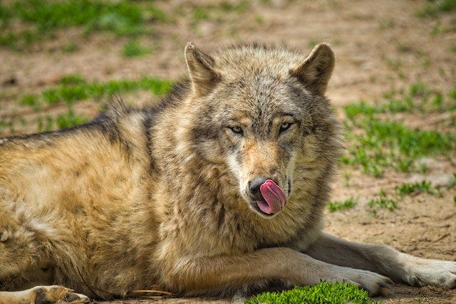 Feeding the Good Wolf — Consciously Choosing Positive Thoughts | by ...