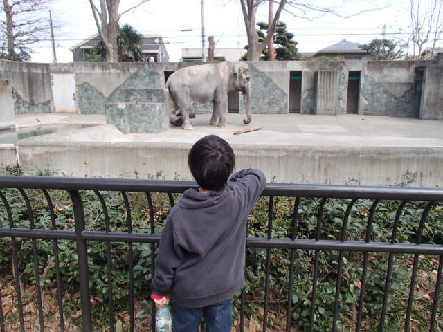 Hanako the Elephant: 61 Years (and Counting) Alone in a Concrete Prison ...