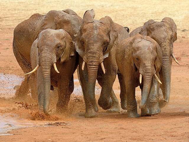 Lab Notes: June 2024 Newsletter. New research on wild elephants ...