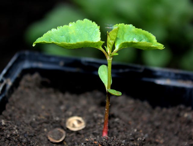 From Seed to Tree ~ Opening Thoughts | by Aramis Thorn | Medium