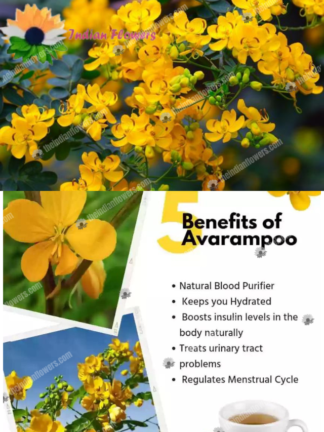 Avaram Poo: Golden Blossoms of Health and Tradition | by Indianflowers ...