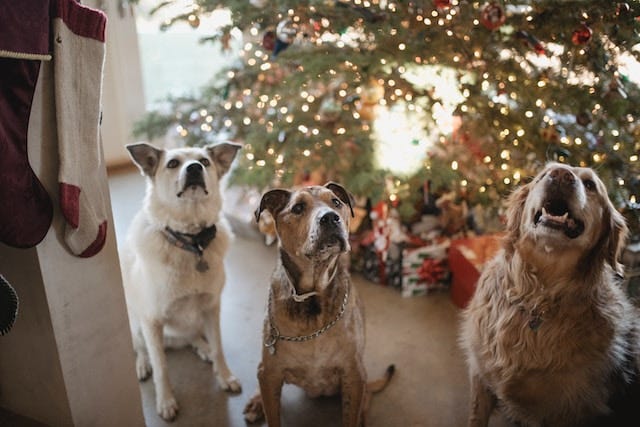 Dog Safety During Holidays: Ensuring a Pawsitively Safe Festive Season ...