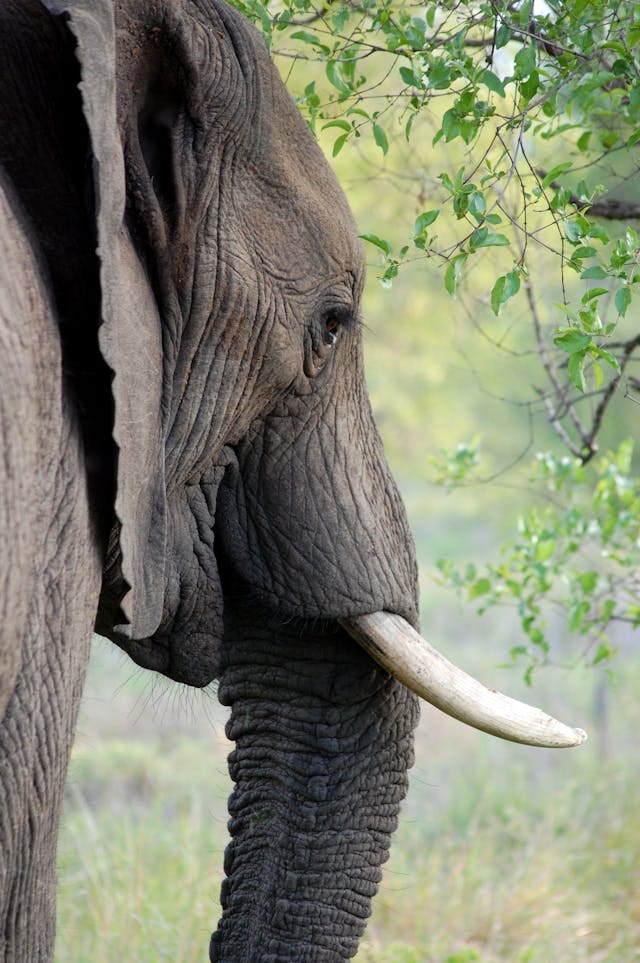 The Plight of African Wildlife: Strategies for Lion and Elephant ...