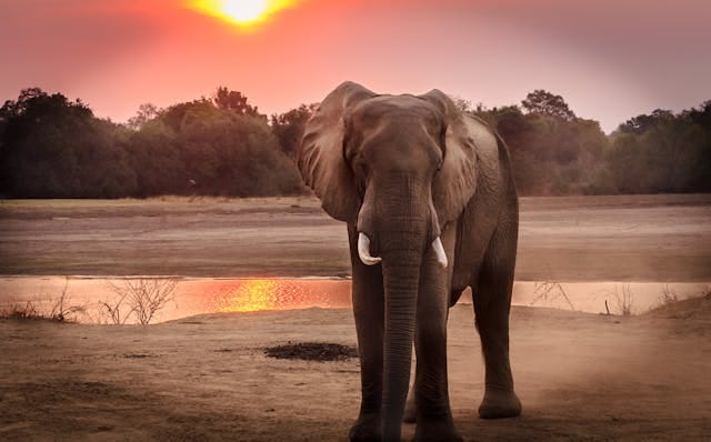 What’s Being Done to Empower Africa’s Youth Conservationists? | by ...