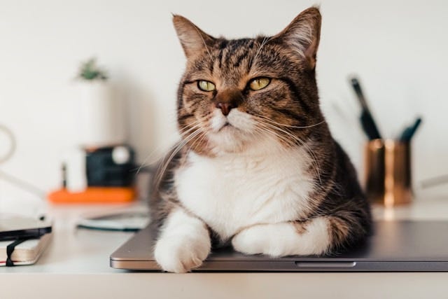 How to Deploy a Website to GitHub Pages (2025) | by Marina Eremina ...