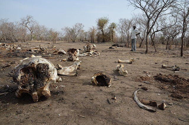 8 Points to Understand the Worsening Poaching Crisis in Africa | by ...