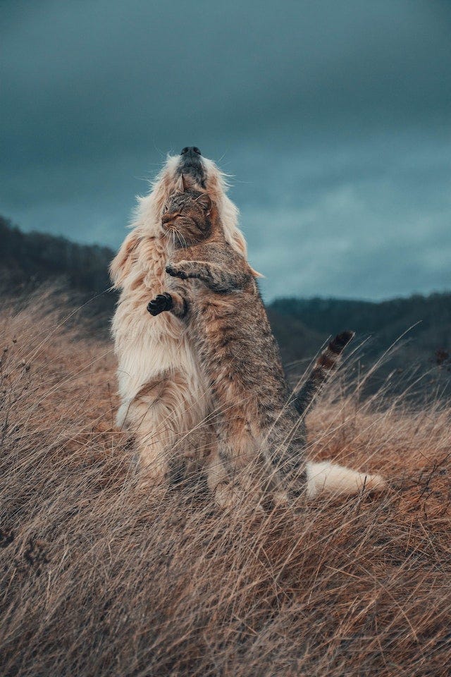 5 Tips To Help Your Cats and Dogs Get Along | by Michelle Wieland | Medium