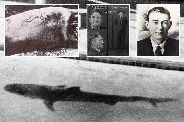 Million To One Shark Catch Sparks Murder Investigation | by Rob Latham ...