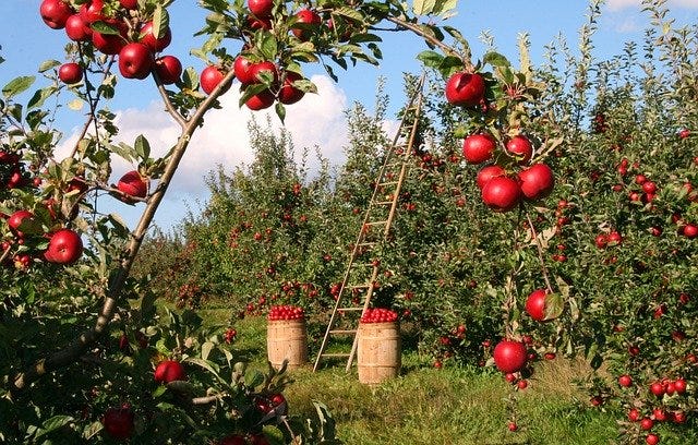 Bagged Trees: A Machine Learning Algorithm Every Data Scientist Needs ...