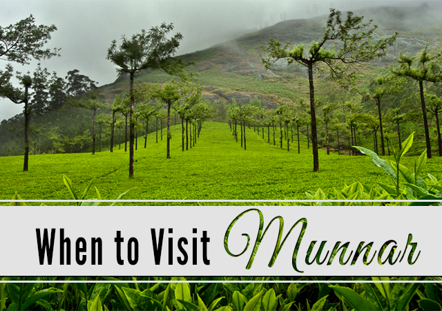 When to Visit Munnar. Munnar is the ultimate destination for… | by ...