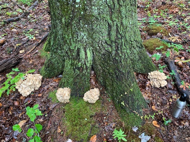 Maitake, the Dancing Mushroom. Fall continues fruiting with the best ...