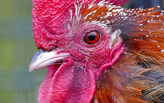 Inquest Finds Irish Man was Killed by Belligerent Chicken | by Johnny ...