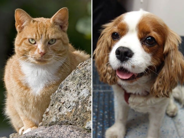 Deep Learning: Cats and Dogs Classification | by Pantnt | Medium